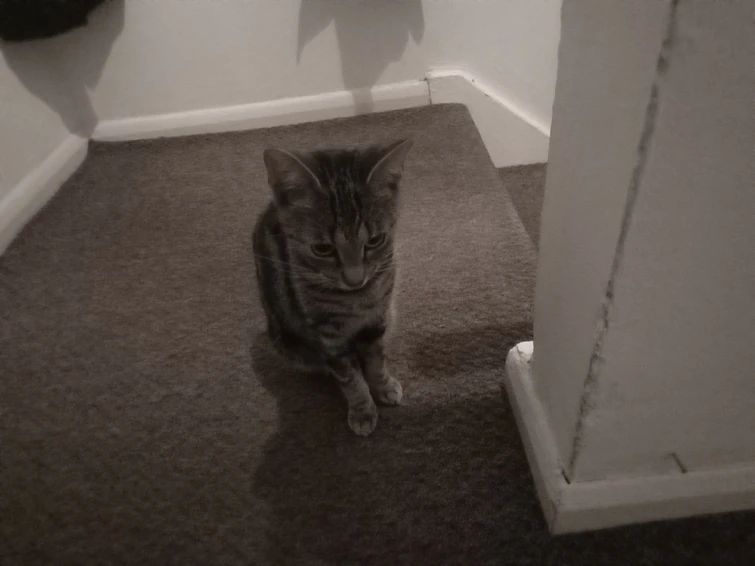 Dotty the triangle of fluff | Fandom