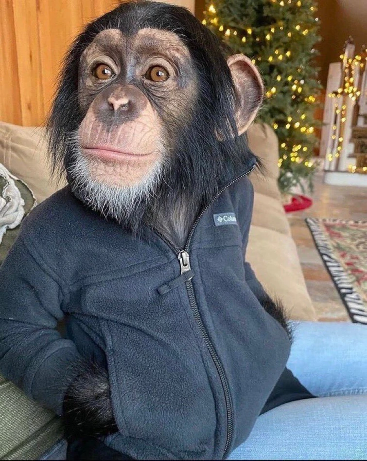 Rate this monkey's drip | Fandom