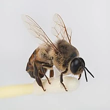 Real-life bee from ab | Fandom