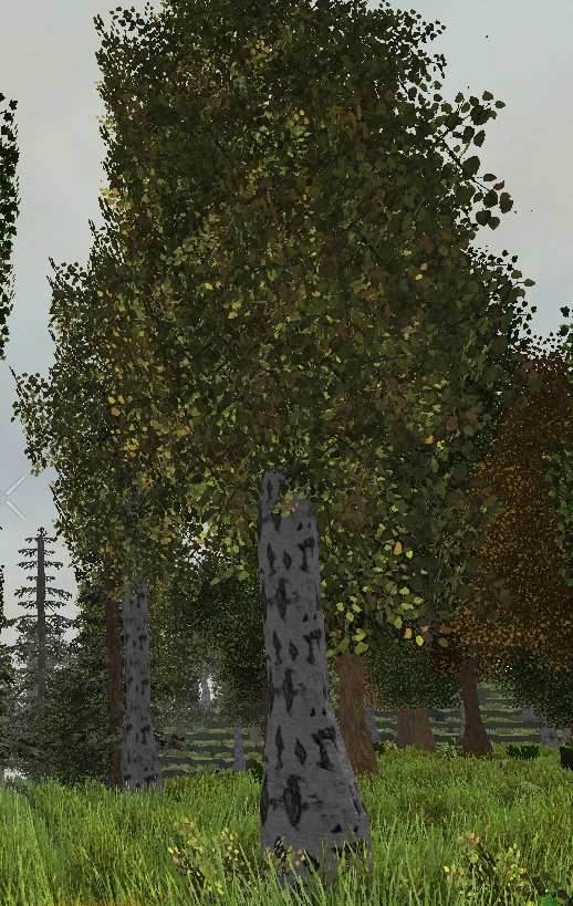 Birke – Offizielle 7 Days to Die Wiki