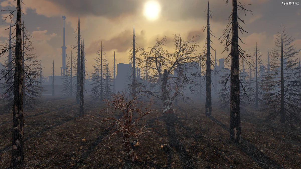 Burned Forest
