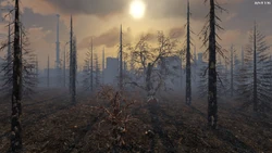 Burnt Down Forest