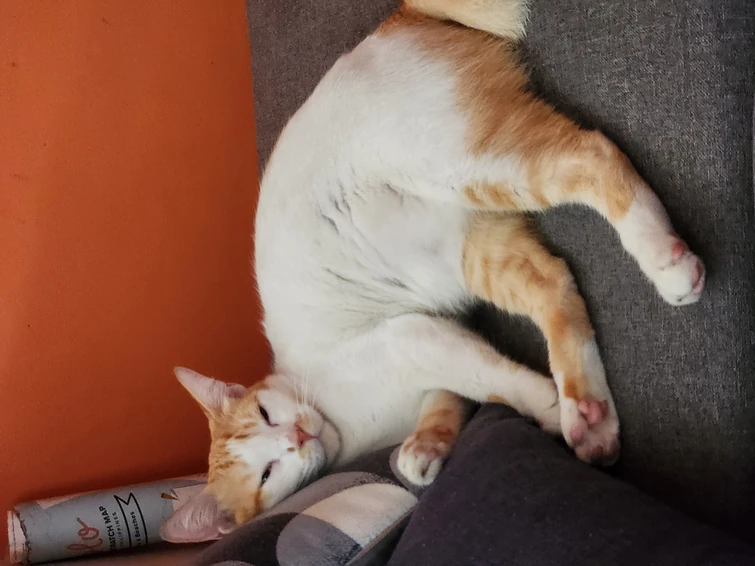 Discuss Everything About Floptok Wiki | Fandom