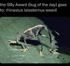 here the funniest lil bug on the planet | Fandom