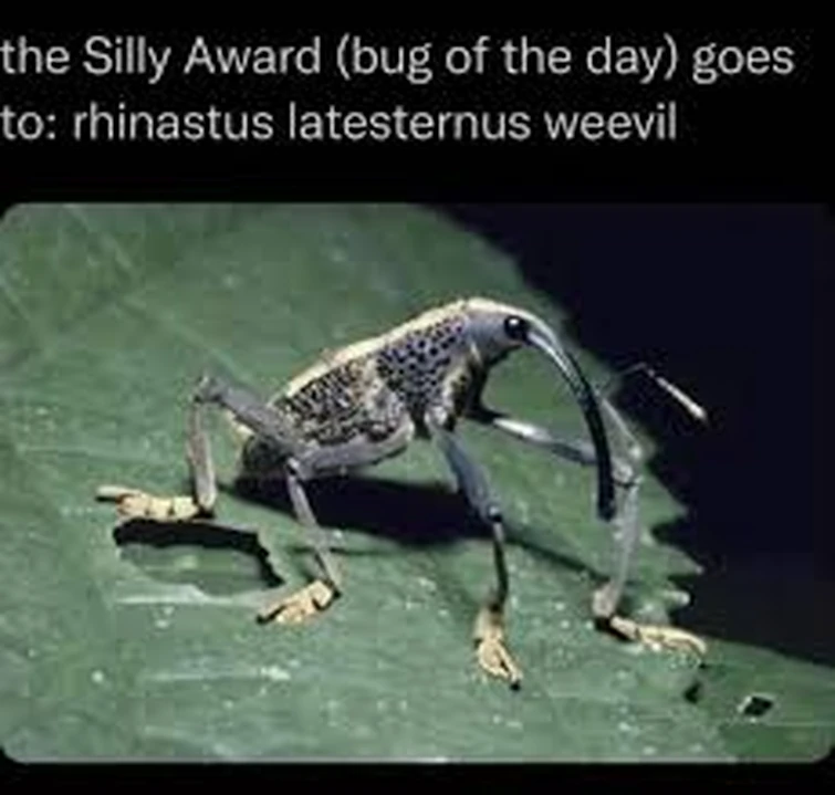 here the funniest lil bug on the planet | Fandom