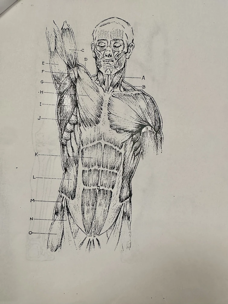 Want some anatomy references for drawing? No? Too bad | Fandom