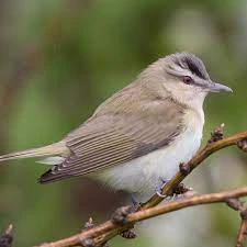 Okay look but- | Fandom