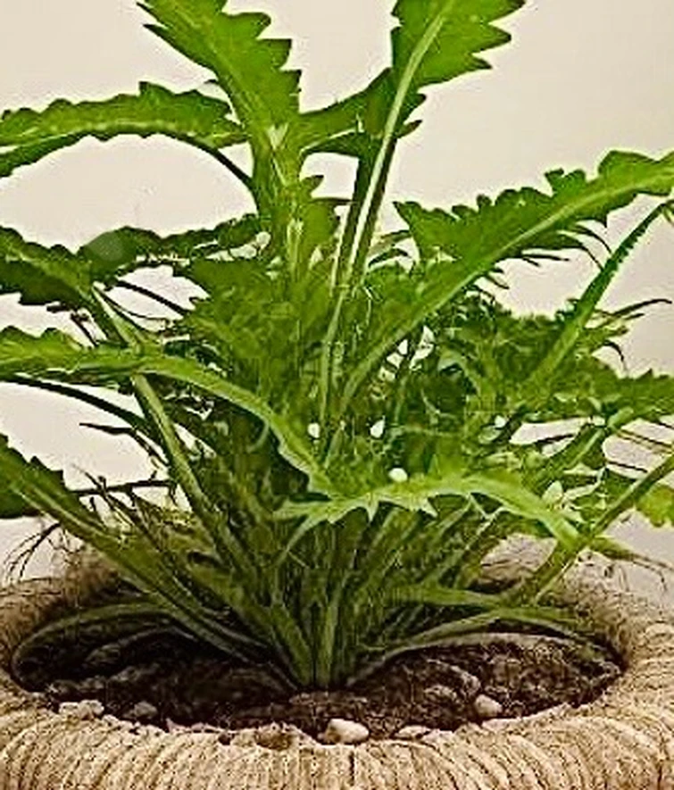 Discuss Everything About SCP Foundation Wikia | Fandom