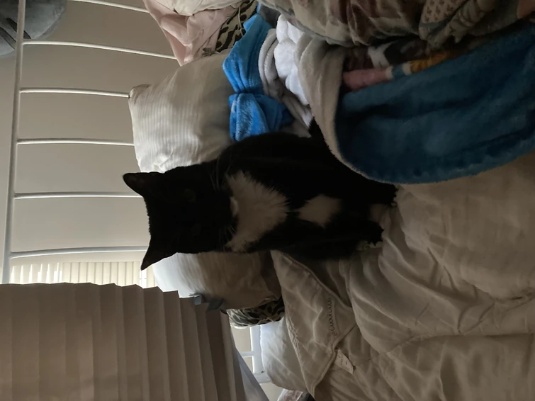 Daily Shadow - Day 71 | Fandom