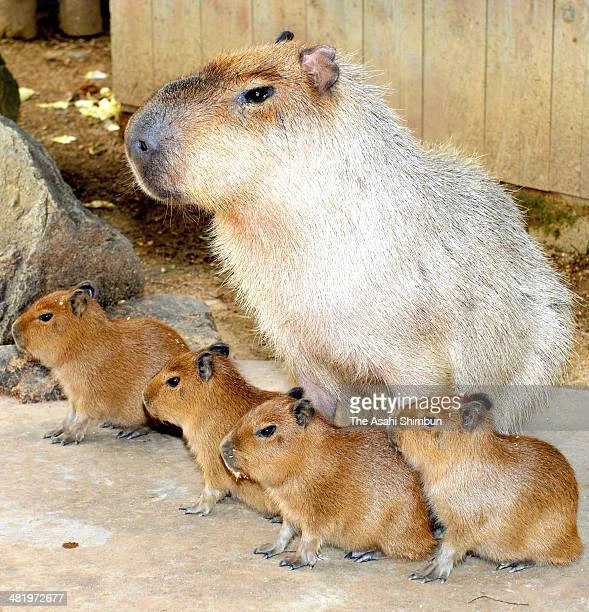 Capybara for you | Fandom
