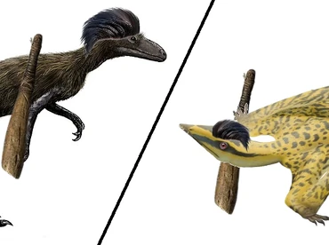 Discuss Everything About Dinopedia | Fandom