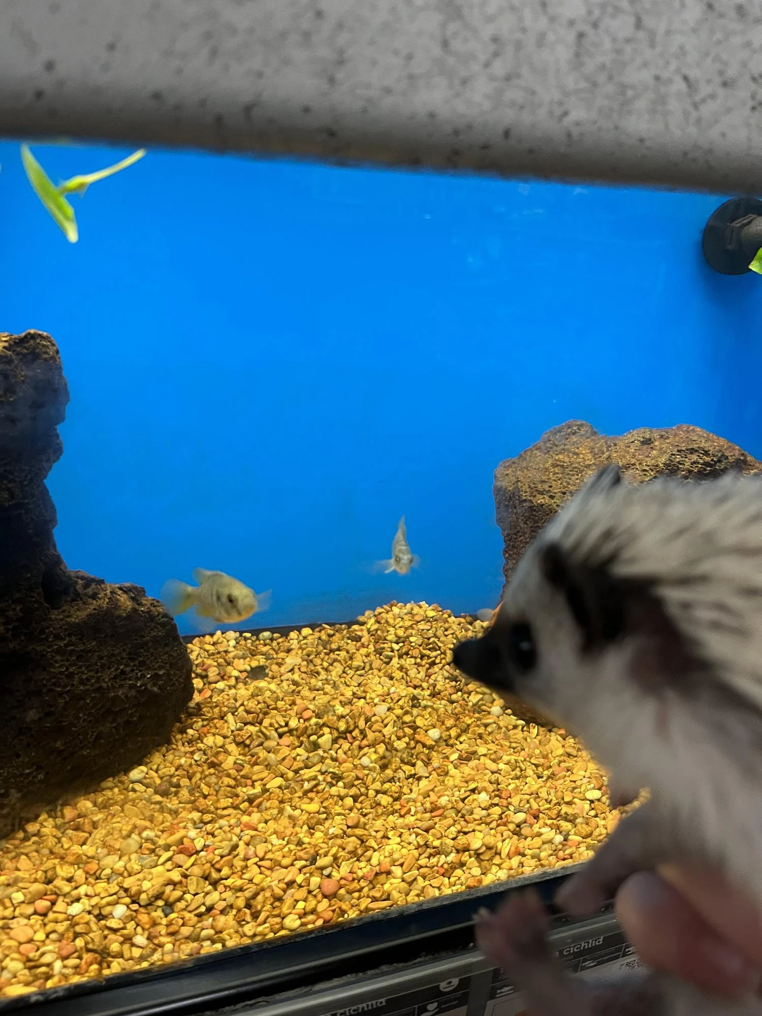Hedgehog vs Fish staring contest, who will win? | Fandom