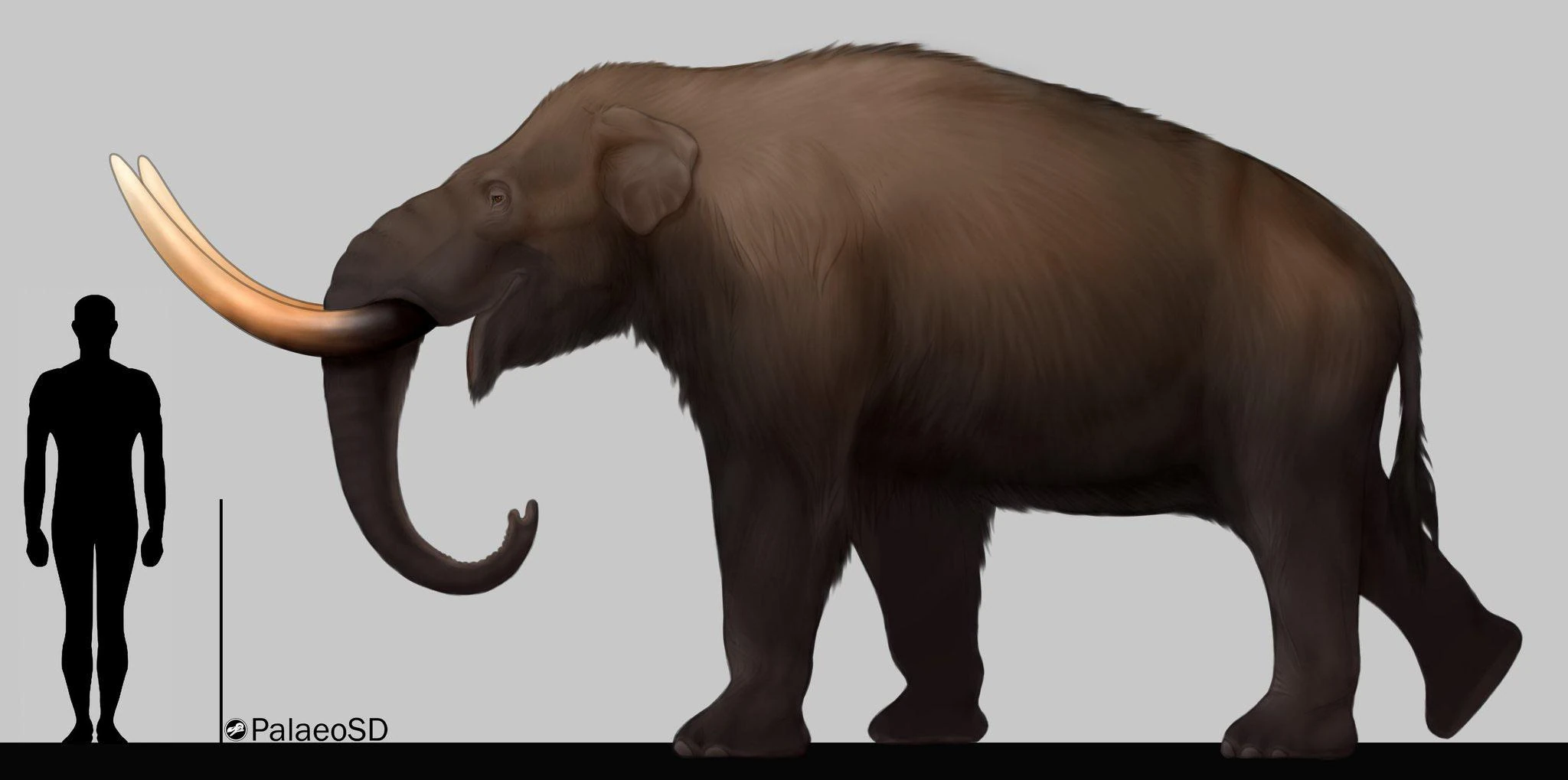 Concept, Pacific mastodon | Fandom