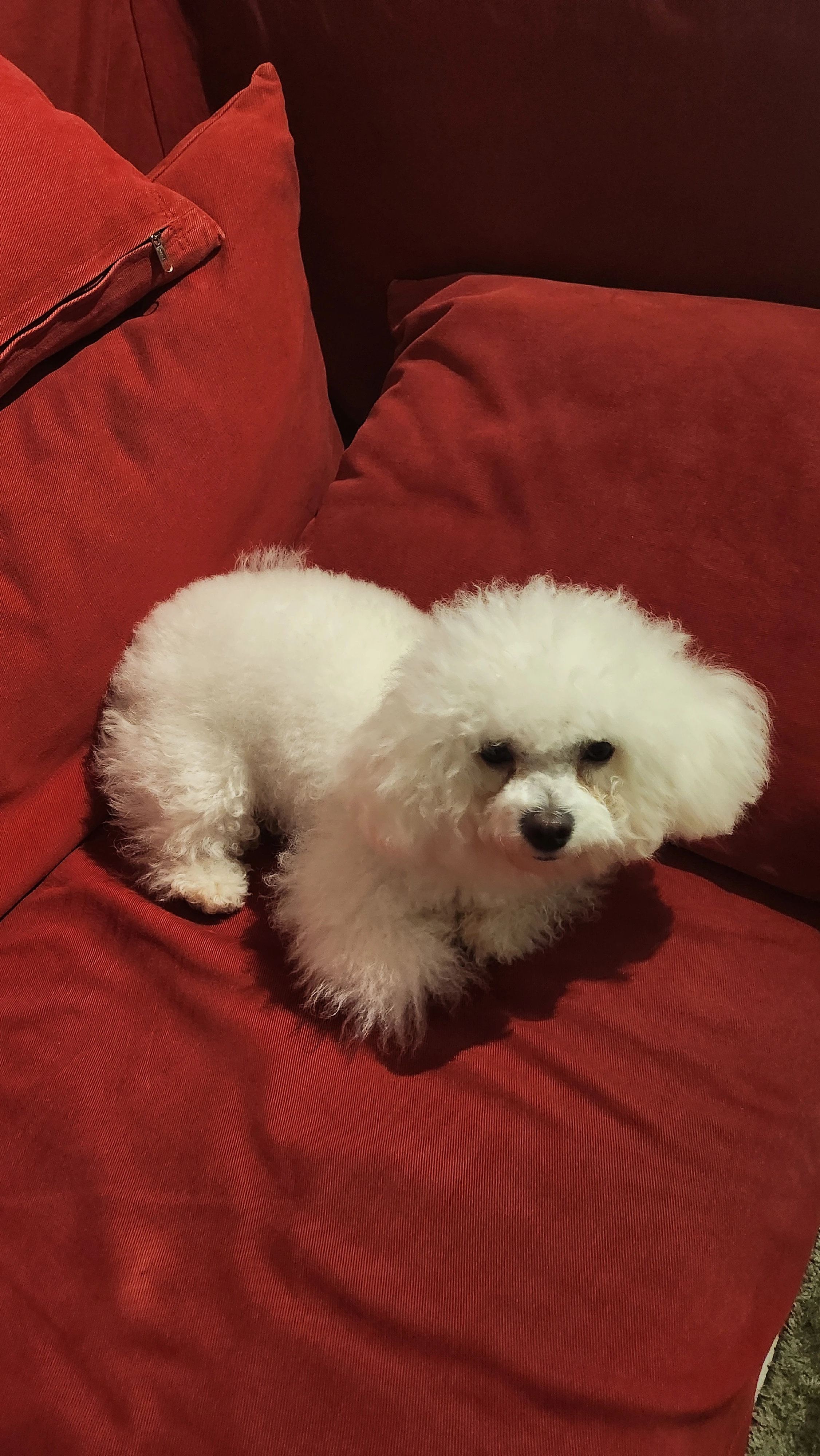 COUCH POTATO | Fandom