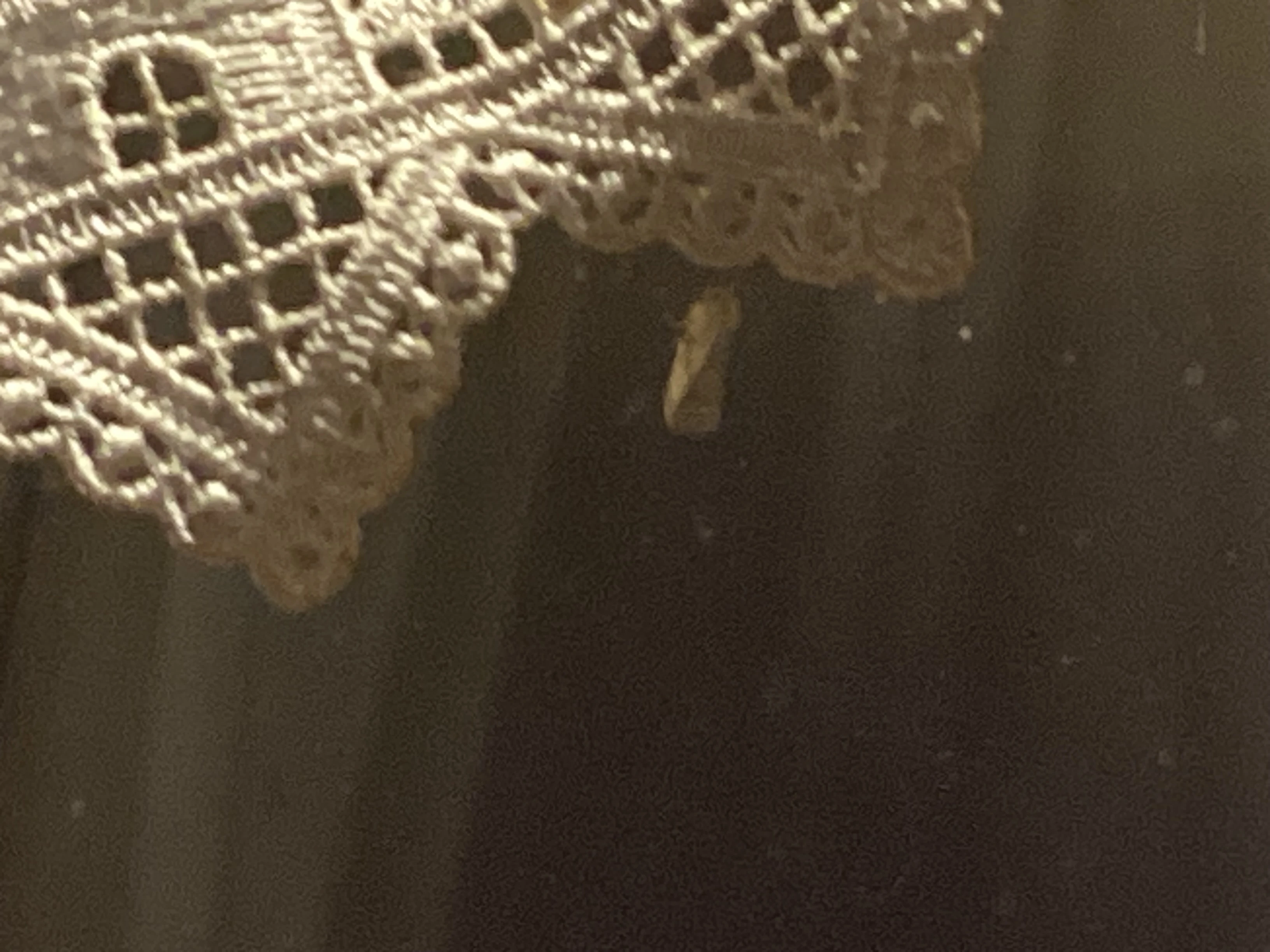 hello moth enjoyers take these moths on the kitchen window in the cabin I’m in rn | Fandom