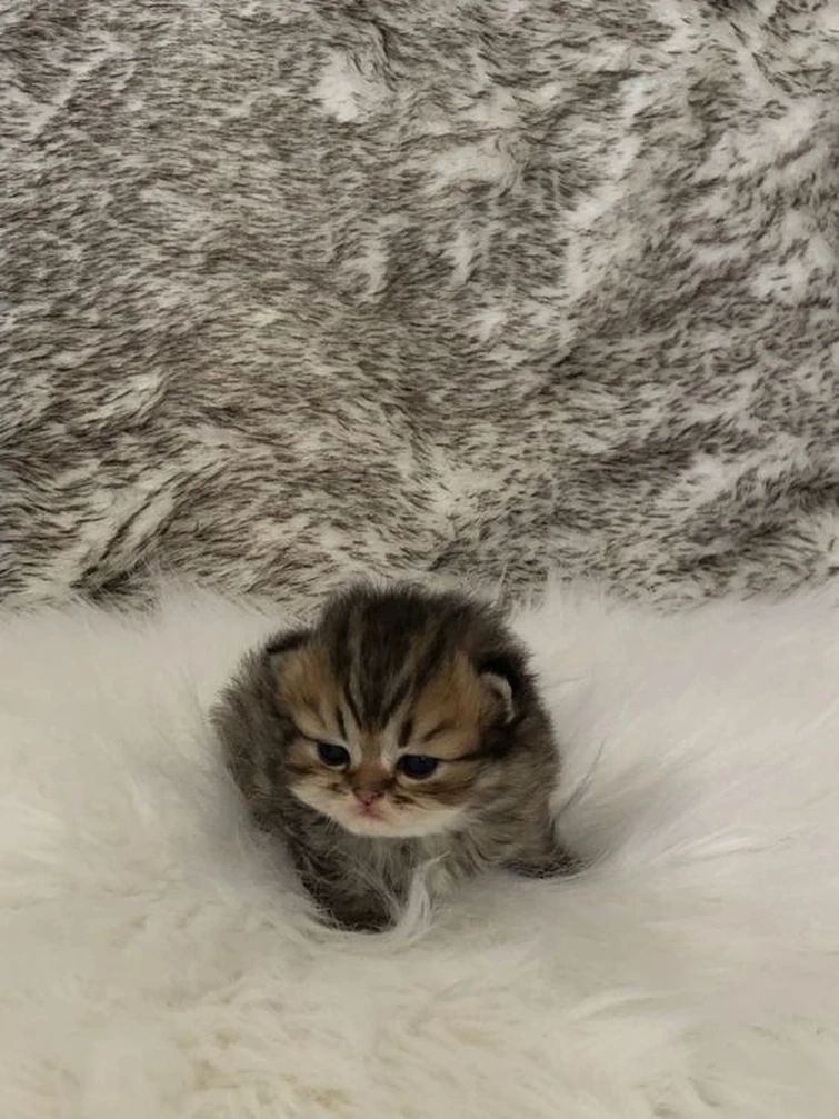 another kibty (and a face reveal?) | Fandom