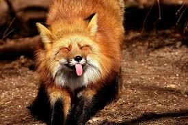 Yes another Fox Friday so yes you get a fox | Fandom