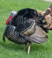 Prepare the Christmas turkey | Fandom