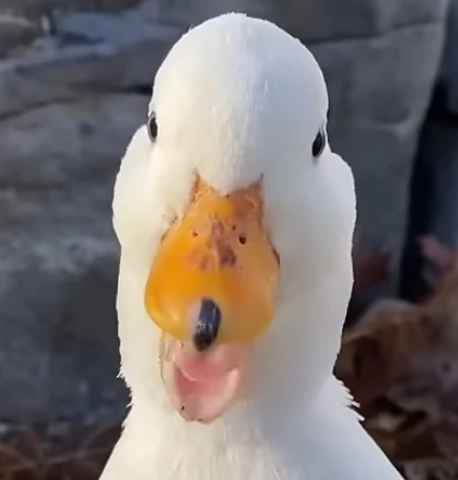 Front facing duck again | Fandom