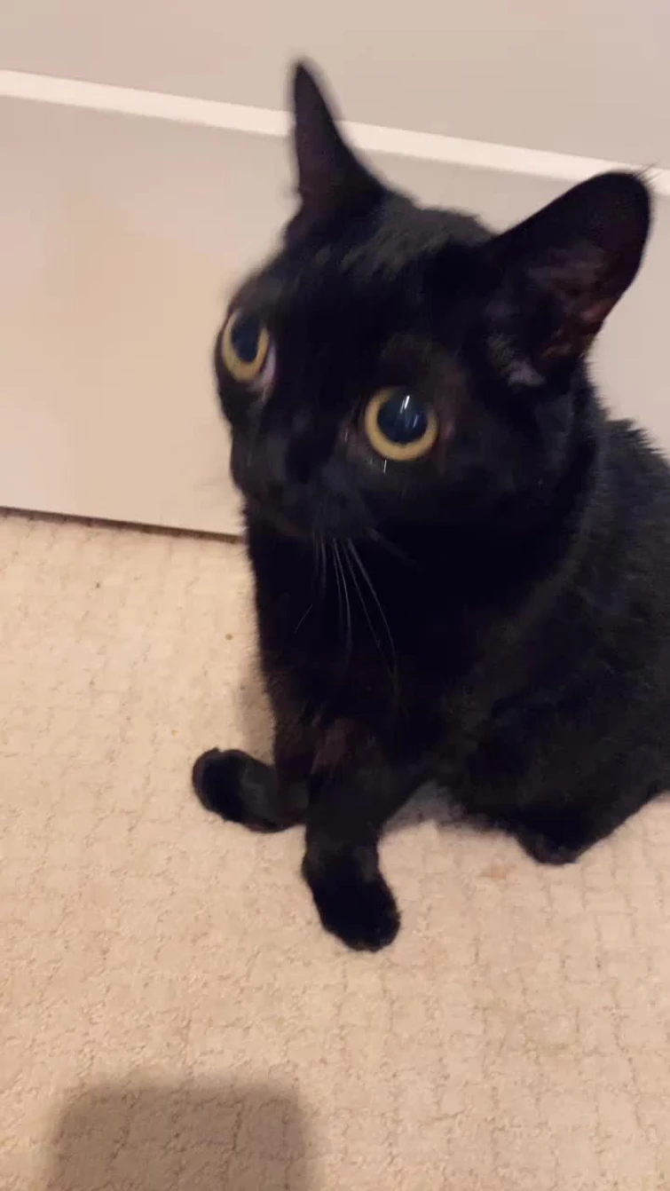 gimme eyebleach | Fandom