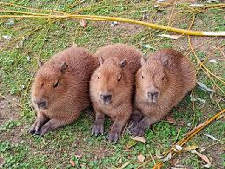 Ello! Here is some capybara + news! | Fandom