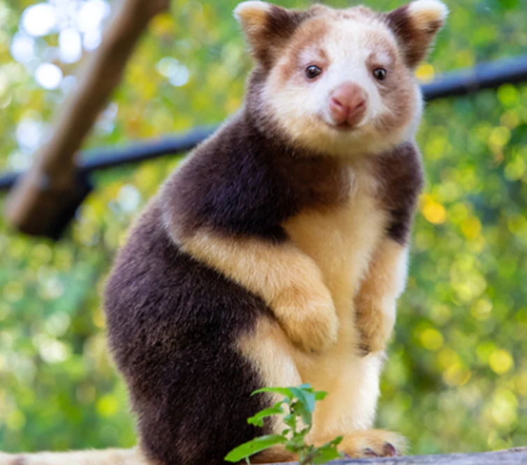 Days without drama Day 41 | Fandom