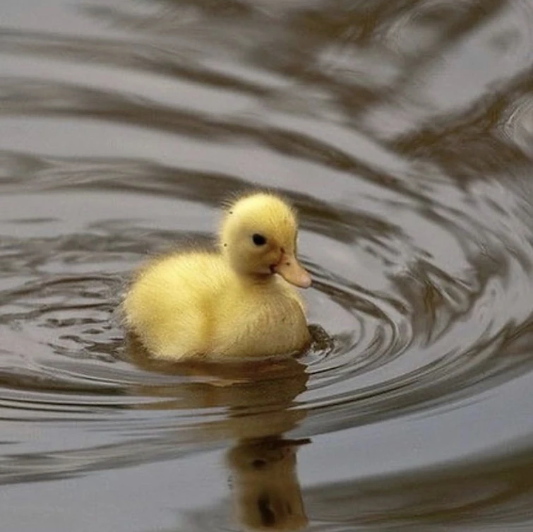 Ok I’m done + duck | Fandom