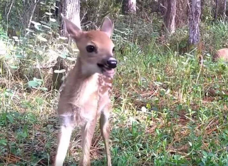 Bambi In real life | Fandom