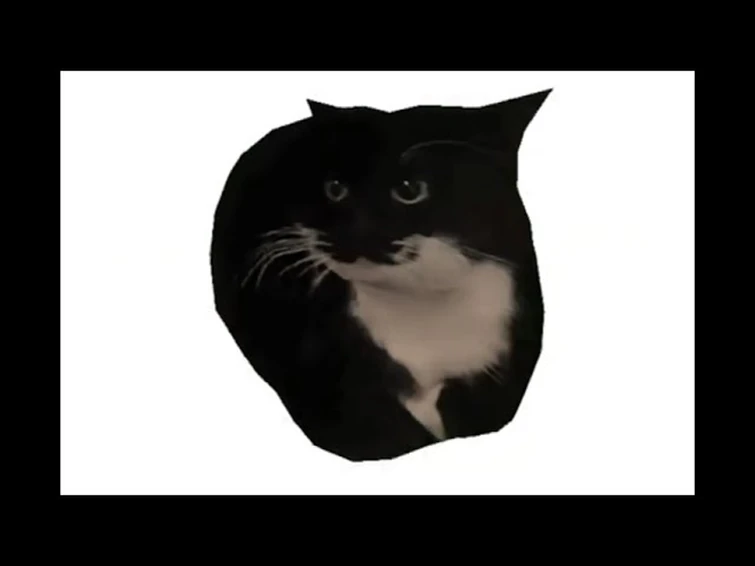 Funni cat spinning | Fandom