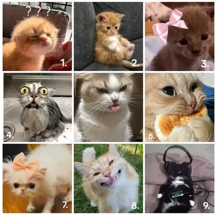 Which cat. Am I. | Fandom