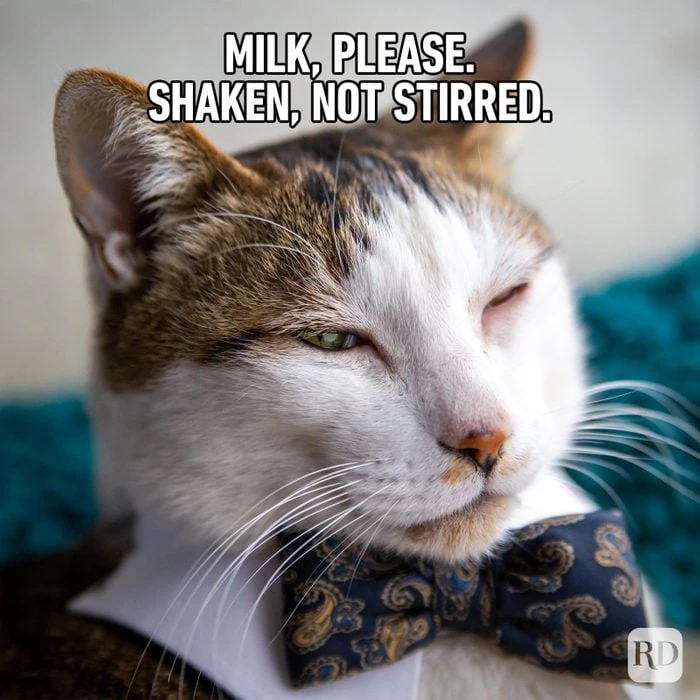Daily cat #22 | Fandom