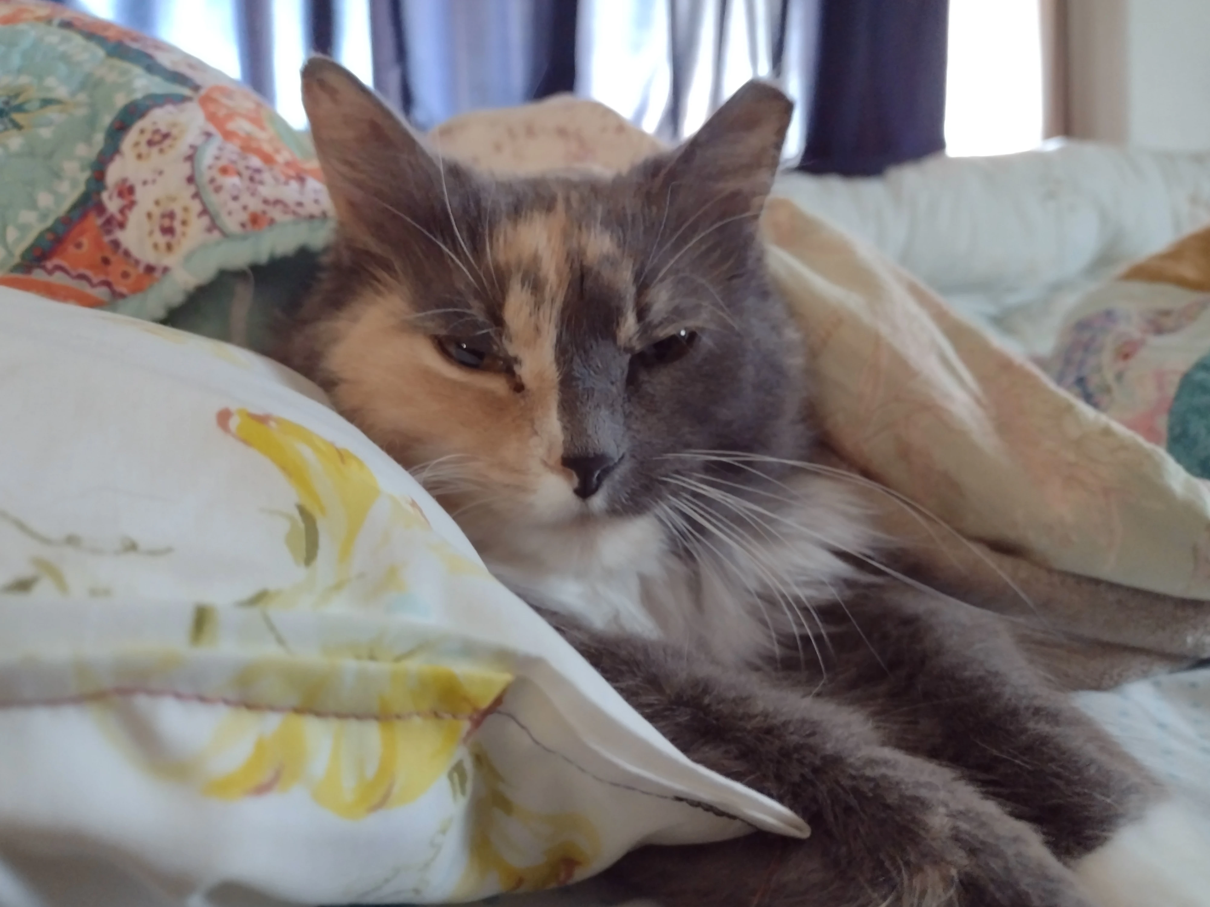 CAT PICTURE | Fandom