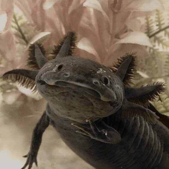 scene sam and emo kinito | Fandom