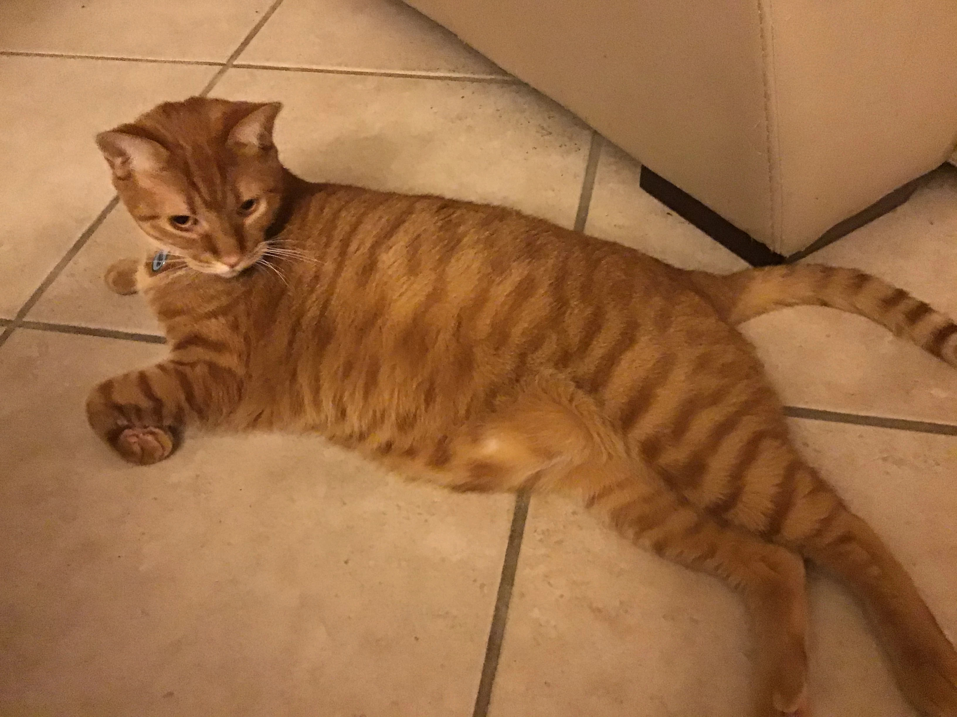 More of Za Chonko for a blessed image | Fandom