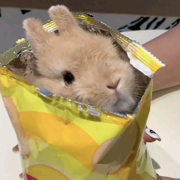 Random bunny pic part uno | Fandom