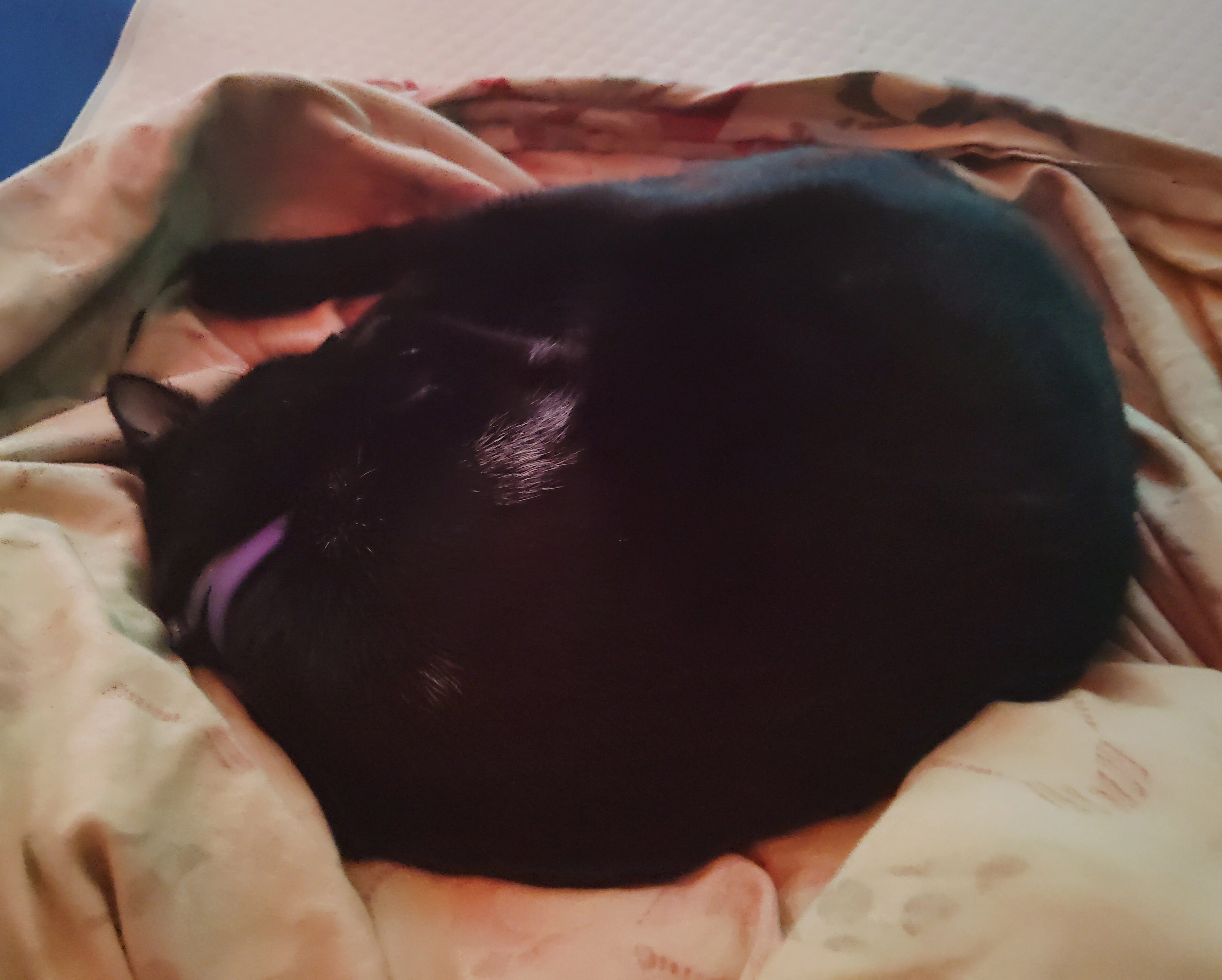 She's taking a nap!! :3 | Fandom