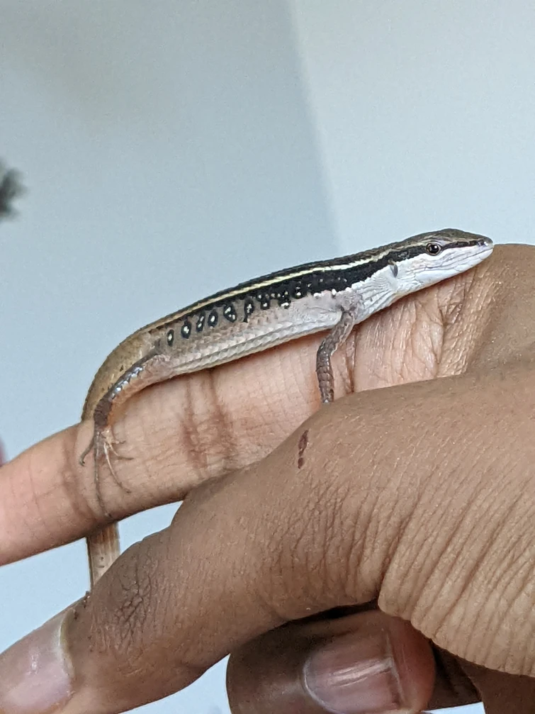 Check out my lizards | Fandom