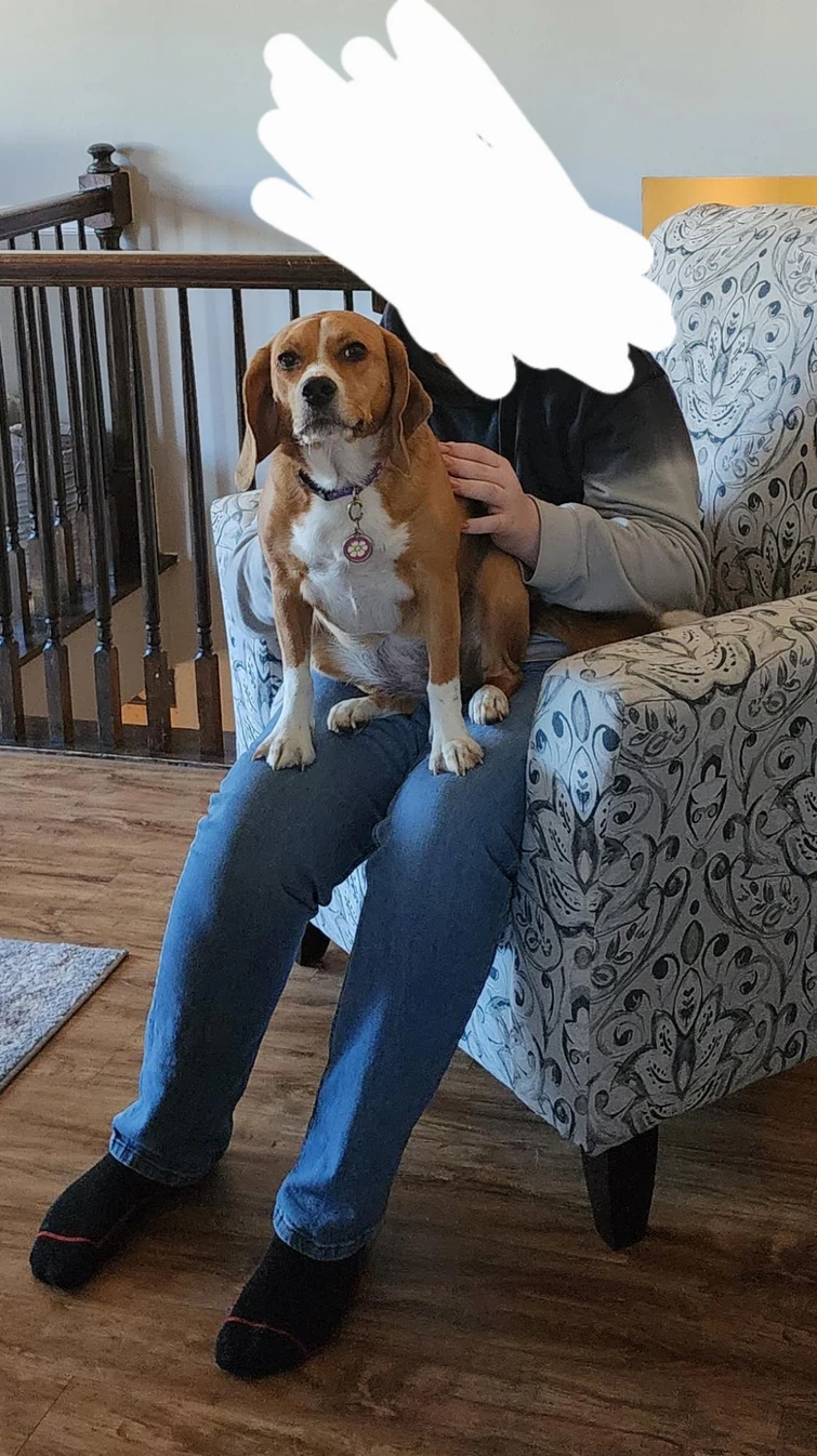 Rate my dog | Fandom