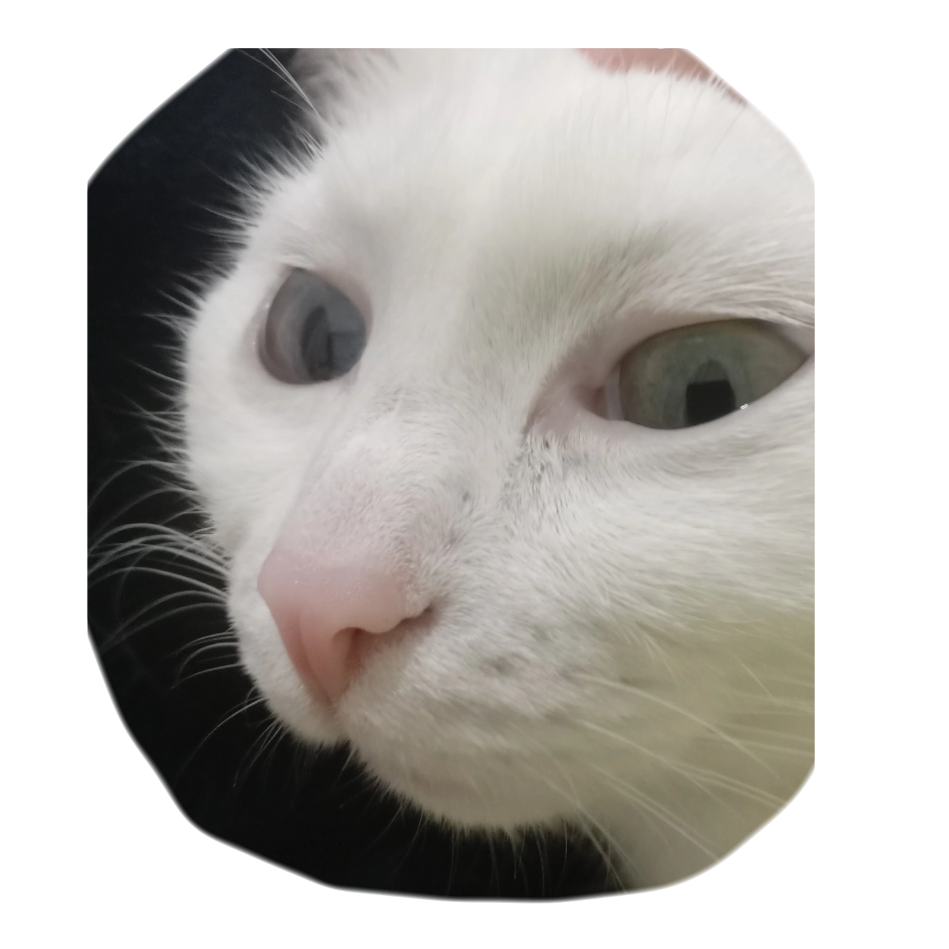 Omg cute kitty | Fandom