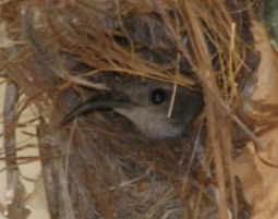 peekaboo bird | Fandom