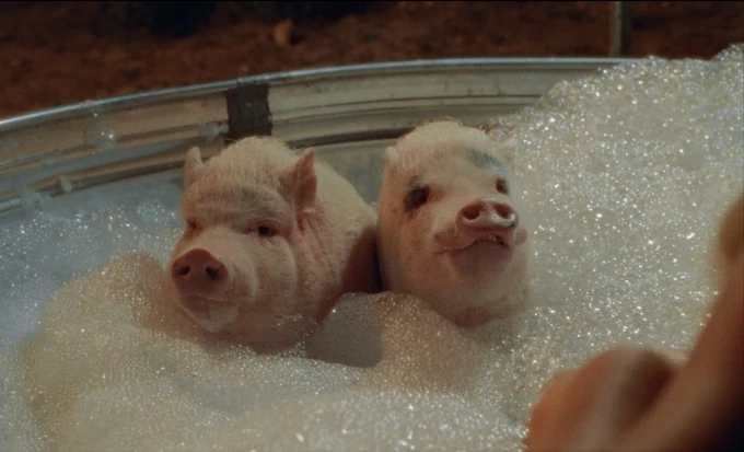 "hey men" and they are pigs 😭😭😭😭 | Fandom