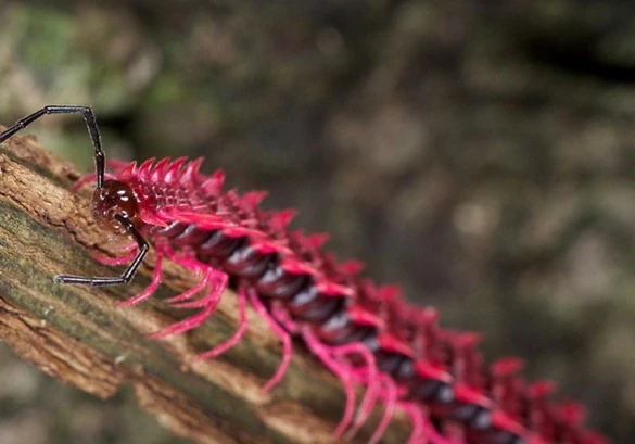 bugposting..., d. purpurosea | Fandom