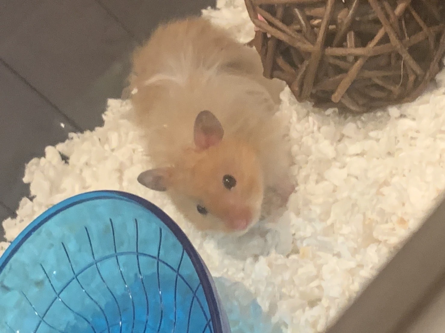 Selling buff eulopii for 1k! ;v; | Fandom