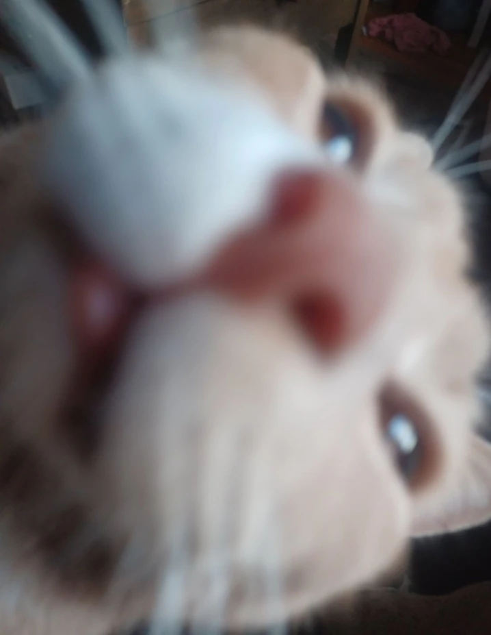 Stares at you like this as you scroll | Fandom