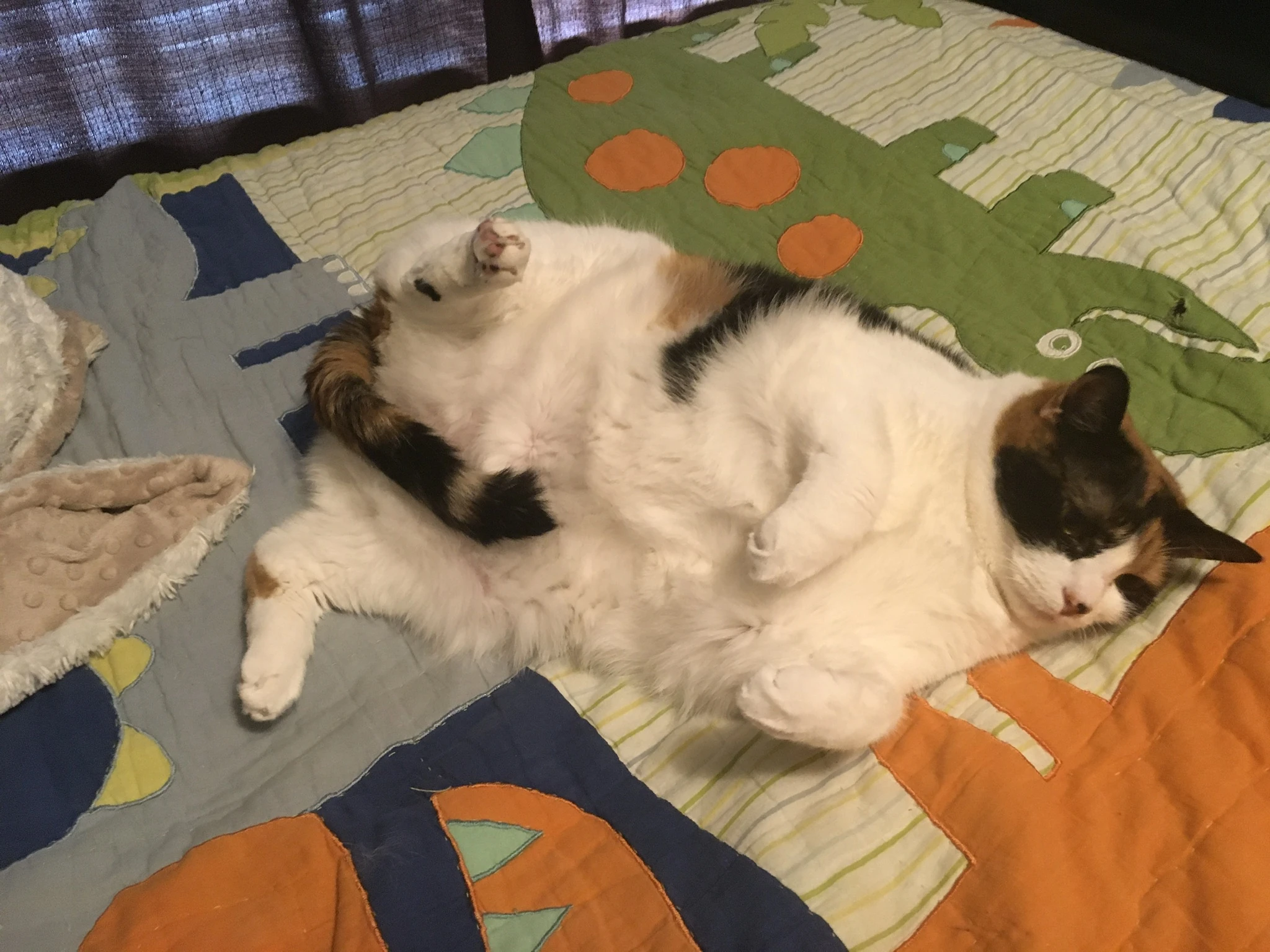 Chunk cat that actually shows her being chunk | Fandom