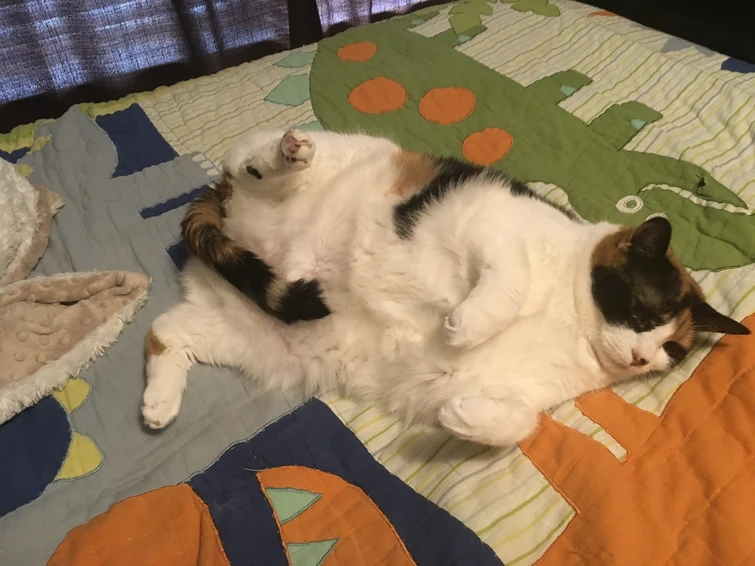Chunk cat that actually shows her being chunk | Fandom
