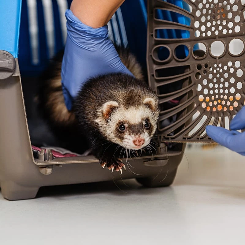 ferret | Fandom