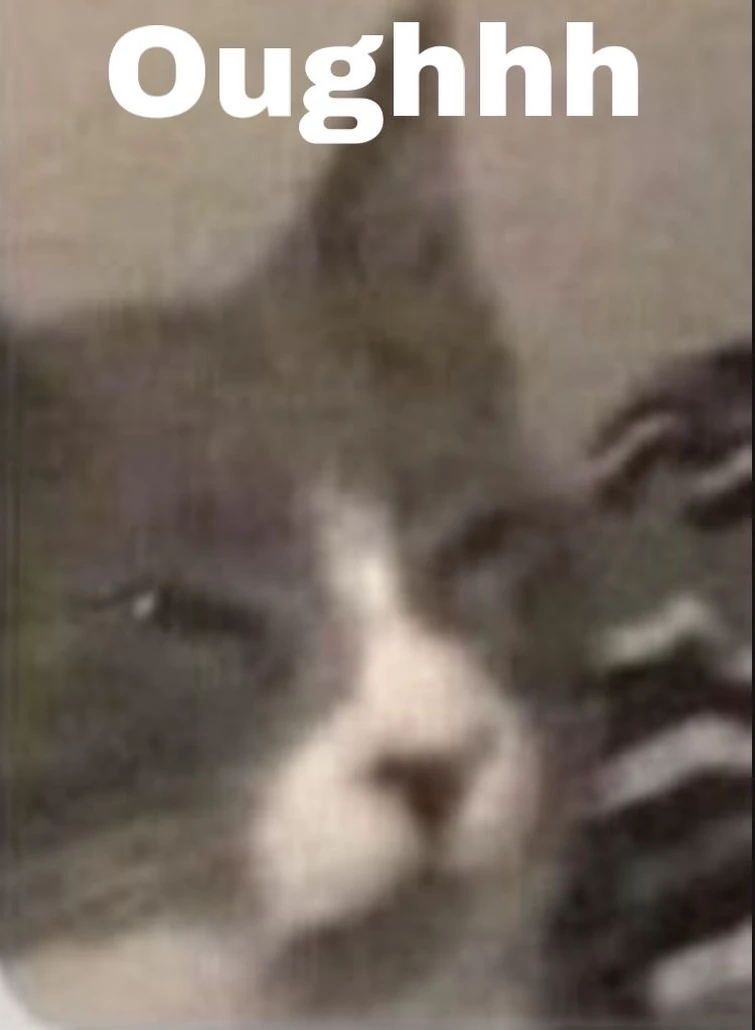 silly cat meme thread | Fandom