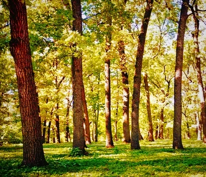 Blumper Forest Needs Revamp | Fandom