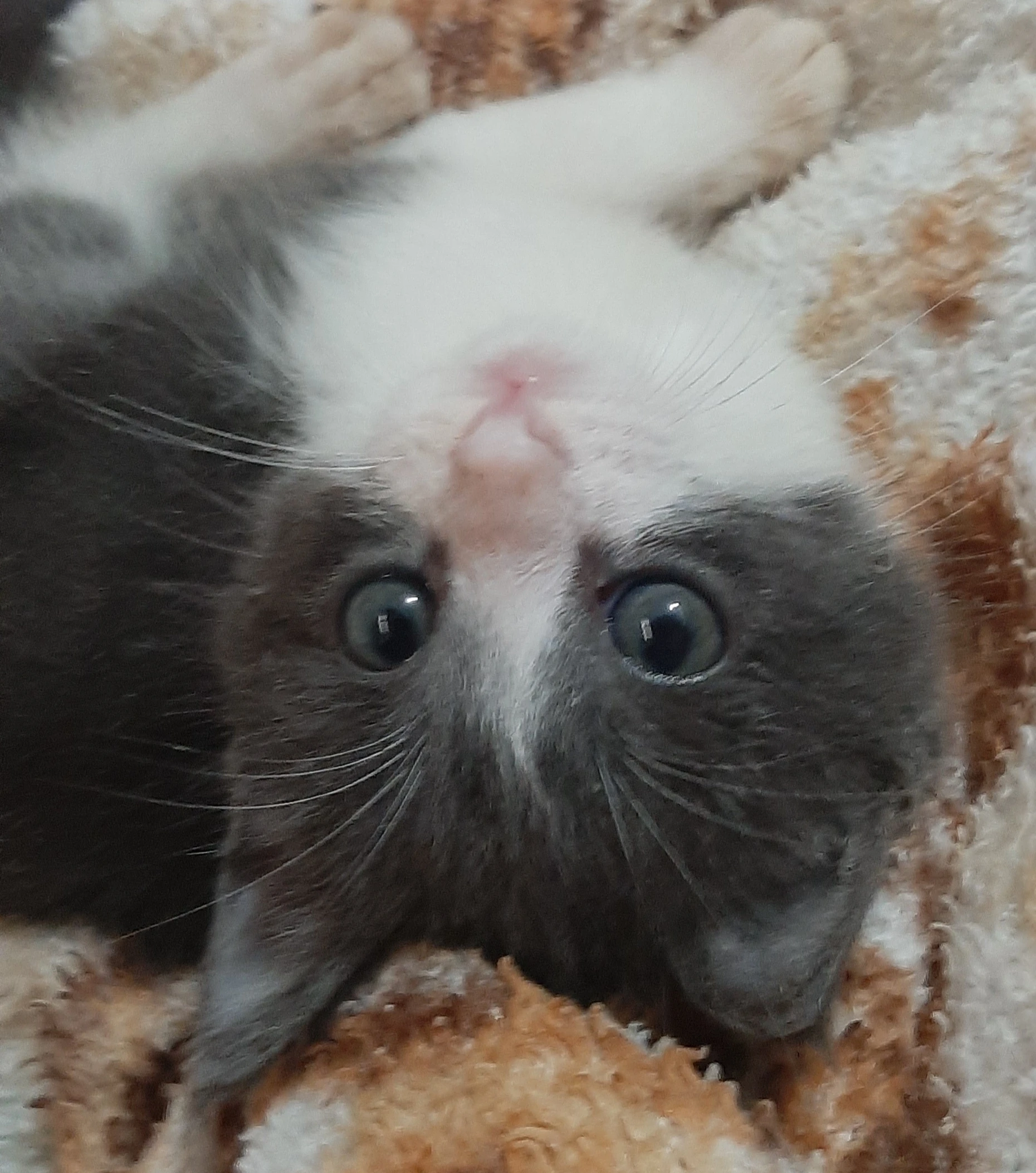Fuzzball posting | Fandom